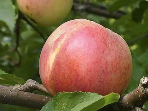 Apple Tree Bolotovskoe: คำอธิบายพันธุ์และลักษณะการลงจอดการเพาะปลูกและการดูแล