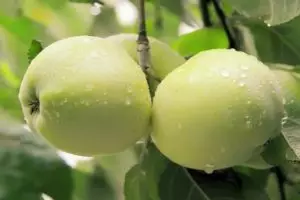 Характеристики та опис сорту яблуні Юнга (Білосніжка), відгуки садівників
