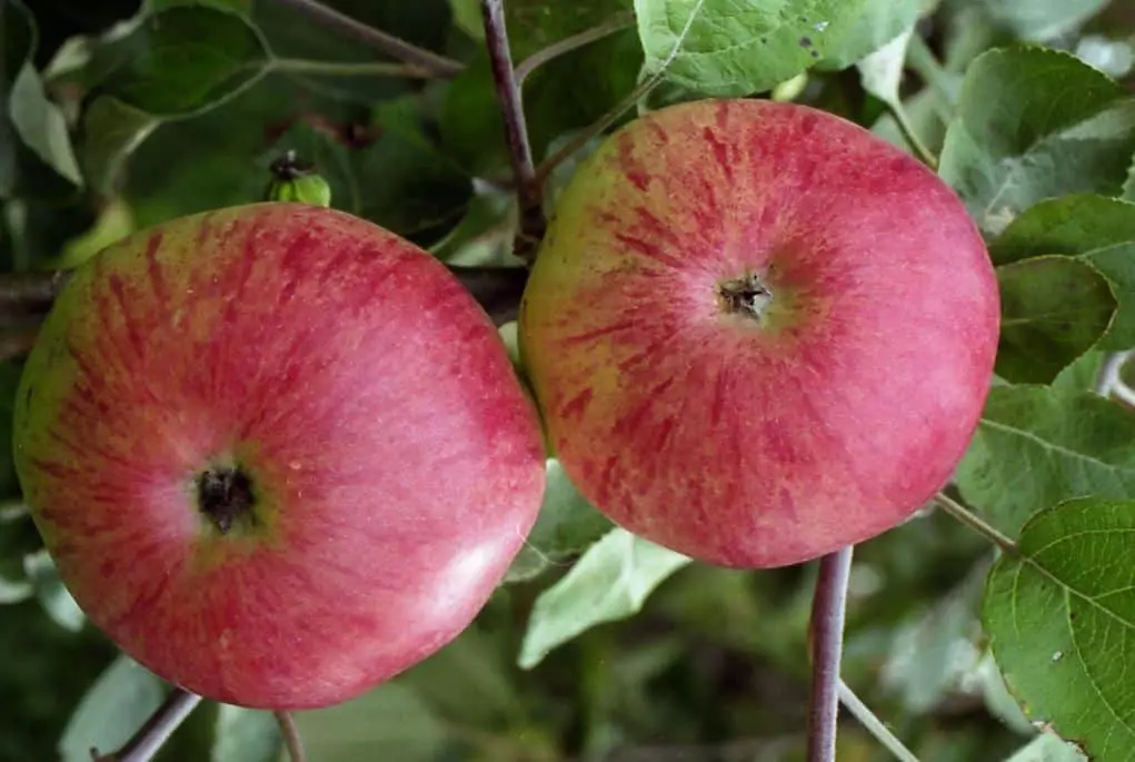Apple Tree Bolote Bolotovskoye