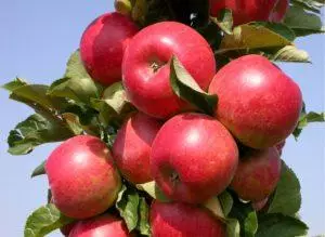 Apraksts un raksturojums resnās zarnas ābolu veidotājiem Ostankino, nolaišanās un aprūpe