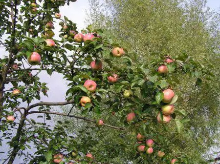 Љетна пругасто пруга од јабука