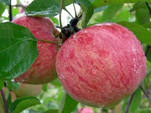 Pohon apel musim panas bergaris