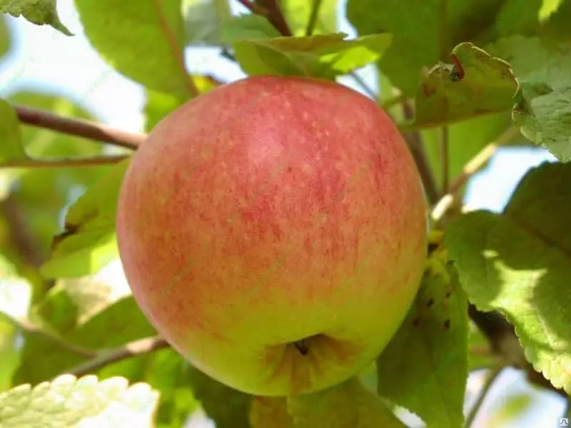 Apple tree letní pruhované