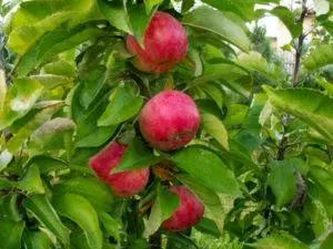 Penerangan dan ciri-ciri Colonum Apple Trees Vasyugan Variety, Landing and Care