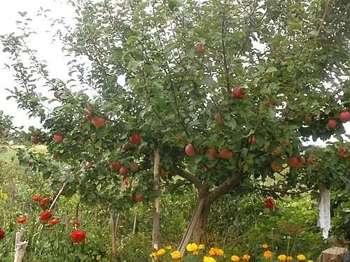 Љетна пругасто пруга од јабука