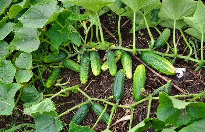 Ripe Cucumbers