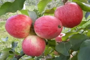 Pro které regiony různé jabloně alenushkino, popis a charakteristiky