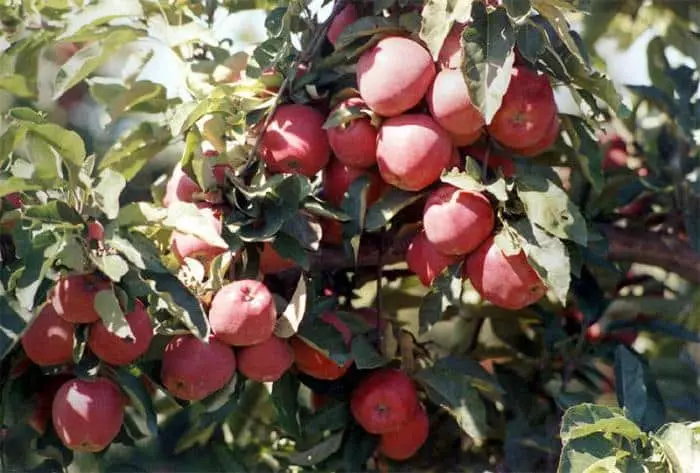 Ябълково дърво Starkrimson