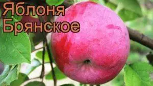 વર્ણન અને સફરજન વૃક્ષો bryanskoye, ઉતરાણ અને સંભાળ નિયમો