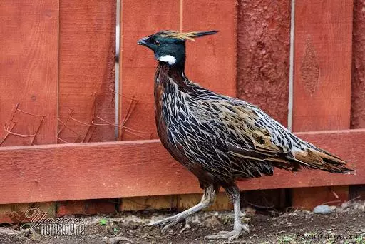 Wedge Pheasant