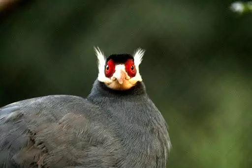 Eared pheasant