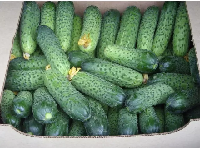 Cucumber Grade Onega