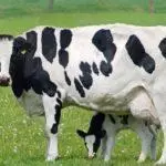 Abscess govs: cēloņi un pazīmes, metodes ārstēšanai CRS un profilaksi 2505_10