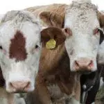Abscess Cow: Syyt ja merkit, Menetelmät CRS: n ja ehkäisyn hoitoon 2505_5