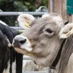 Abscess vaca: cauze și semne, metode de tratament al CRS și prevenirea 2505_8