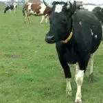 Abscess govs: cēloņi un pazīmes, metodes ārstēšanai CRS un profilaksi 2505_9