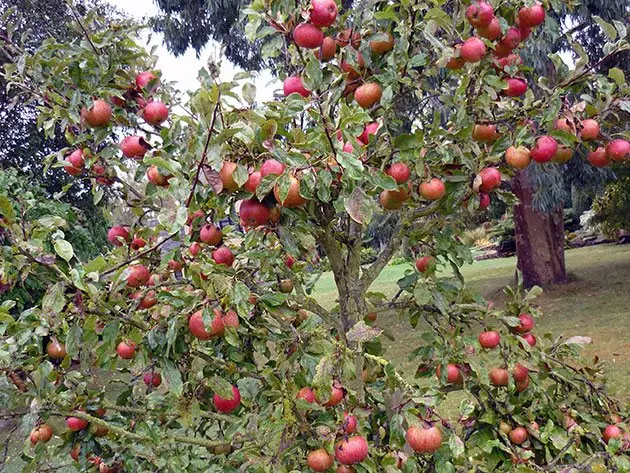 사과 나무 카펫