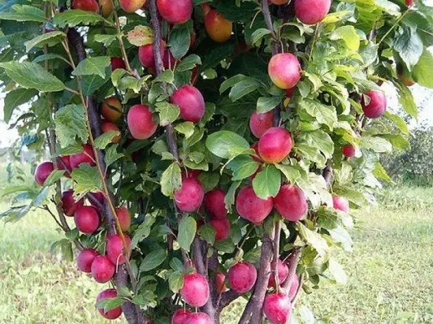 Apple δέντρο χαλί
