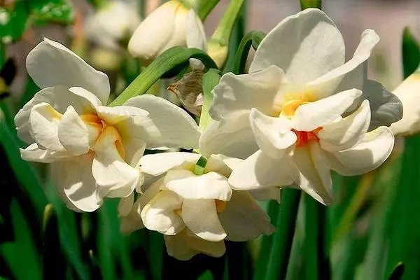 Narcissus Abba: Beskriuwing fan fariëteiten en skaaimerken, lâning en soarchregels