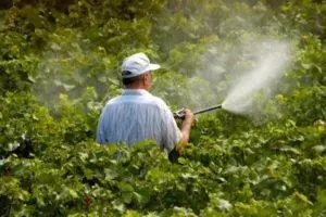 Instrucciones para el uso de fungicidas para uvas y las mejores preparaciones.