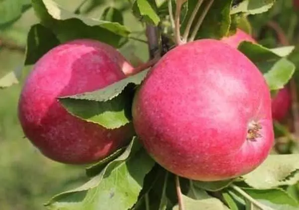 Apple tree venjaminovskoye: beskriuwing fan fariëteiten en skaaimerken, lâning en soarch mei foto's