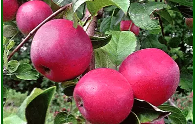 яблыня веньяминовское