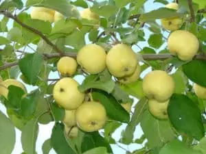 各种苹果树乌拉尔散装，冰霜抗性和特点的描述和特征