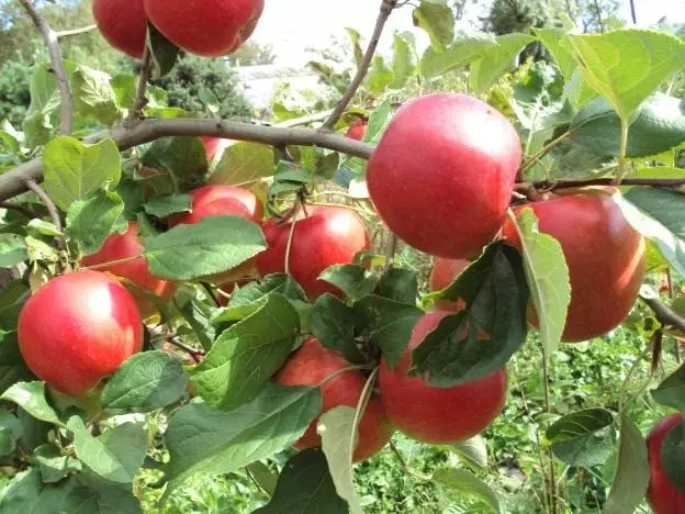 яблуня веньяміновское