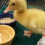 Duckling आफ्नो खुट्टा भाँचियो: घर, लक्षण र उपचार के गर्ने 2570_2