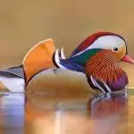 Mandarins Duck: Hvordan ser det ut og hvor det bor på hva som spiser og hvor mange år bor 2581_10