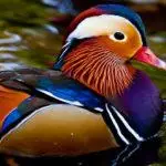 Mandarin's Duck: Hoe sjocht it derút en wêr't it wennet wat yt en hoefolle jier libbet 2581_3