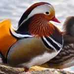Mandarins Duck: Hvordan ser det ut og hvor det bor på hva som spiser og hvor mange år bor 2581_4