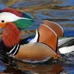 Mandarins Duck: Hvordan ser det ut og hvor det bor på hva som spiser og hvor mange år bor 2581_5