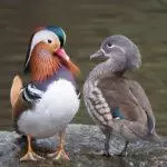 Mandaryns Duck: Hoe lyk dit en waar dit woon wat eet en hoeveel jare leef 2581_8
