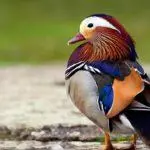 Mandarin kacsa: Milyennek tűnik, és hol lakik, amit eszik és hány évben él 2581_9