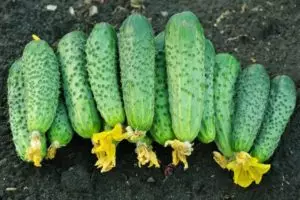 Description of the grade of cucumbers Friendly Family, Features of Growing and Care