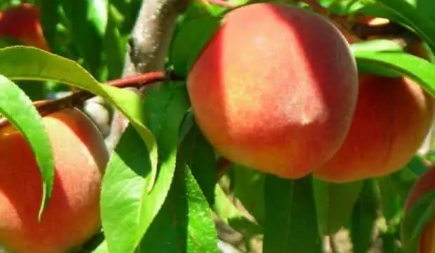 Pruning Peach.