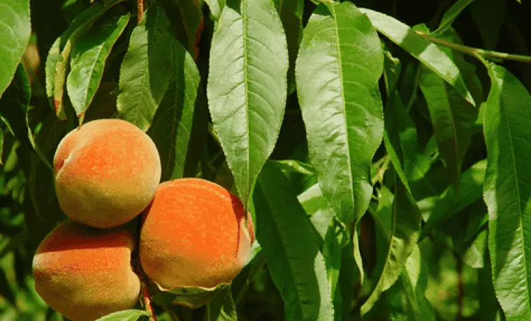 Preuning peach