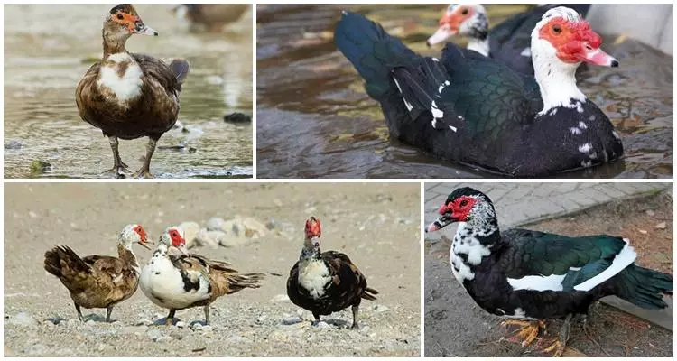 Muscovy kacsa