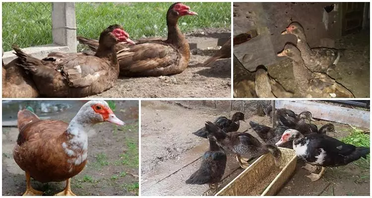 Muscovy Duck