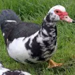 Bebek Bebek: Katrangan Breed, Pros lan Cons, Breeding ing omah 2602_12