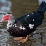 Bebek Bebek: Katrangan Breed, Pros lan Cons, Breeding ing omah 2602_14