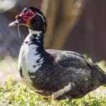 Musky Duck: Breed Beskrivelse, Fordele og Cons, Avl Home 2602_5