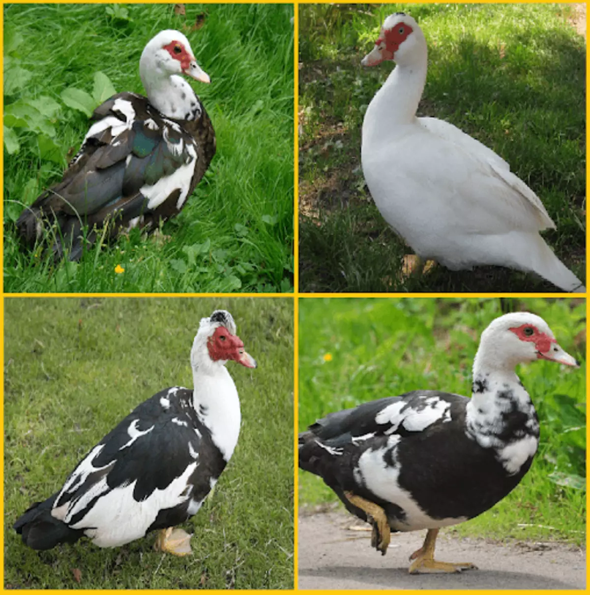 Bebek Muscovy