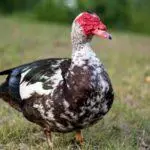 Musky Duck: Breed Beskrivelse, Fordele og Cons, Avl Home 2602_8