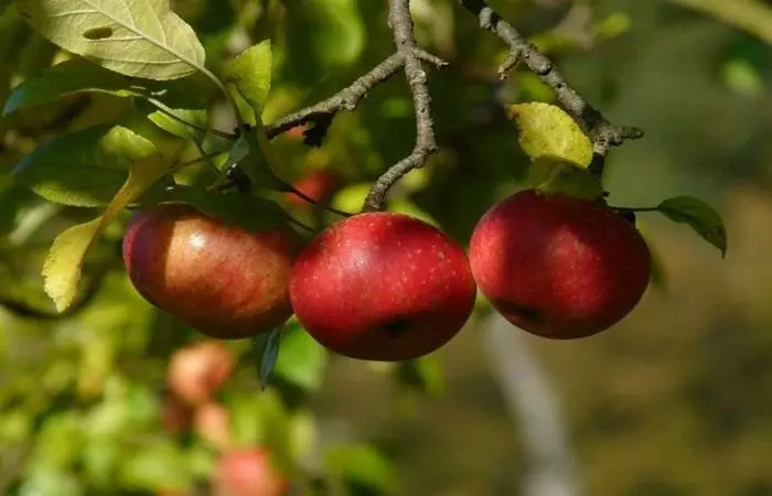 Kilka jabłek