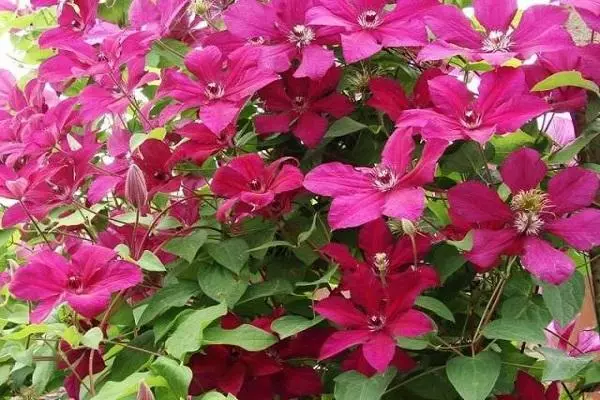 Clematis Floral.