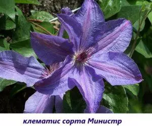 Datumi iztovarjanja in skrbi za Clematis v Sibiriji, najboljše sorte in pravila gojenja