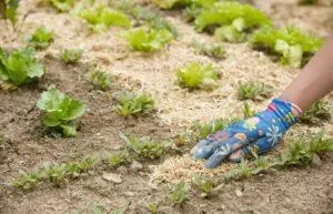 Kaip naudotis pjuvenų sodu, kas geriau pasirenka ir jų naudą ir žalą