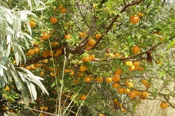 과일 나무